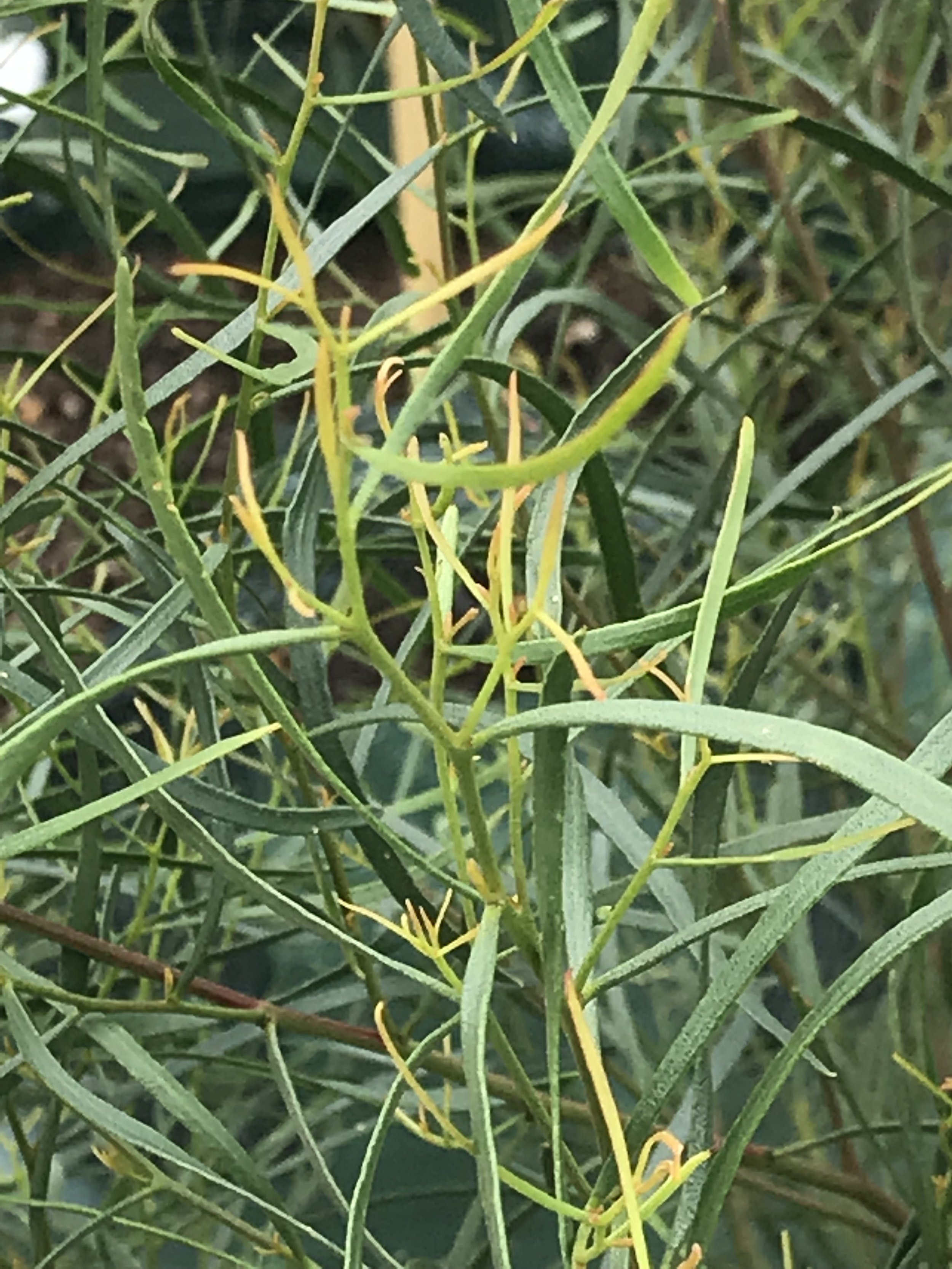 Eucalyptus spathulata 'Swamp Mallet', Height: 8m Width: 5m — Ellenby