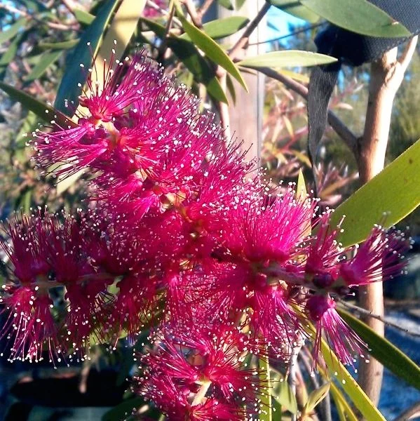 Melaleuca viridflora, Weeping Red Flowering Paperbark — Ellenby