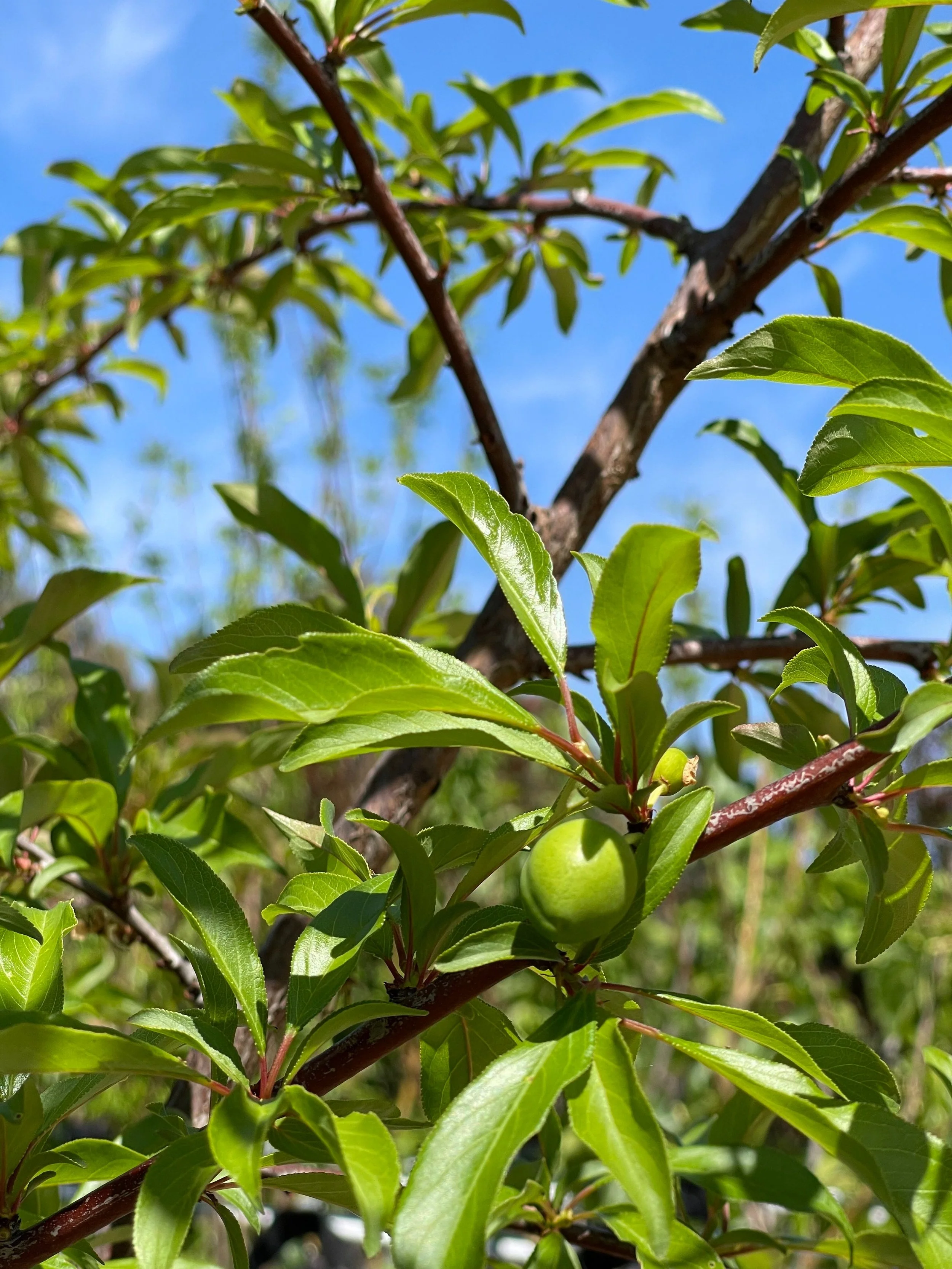 Our Trees | Ellenby Tree Farm — Ellenby