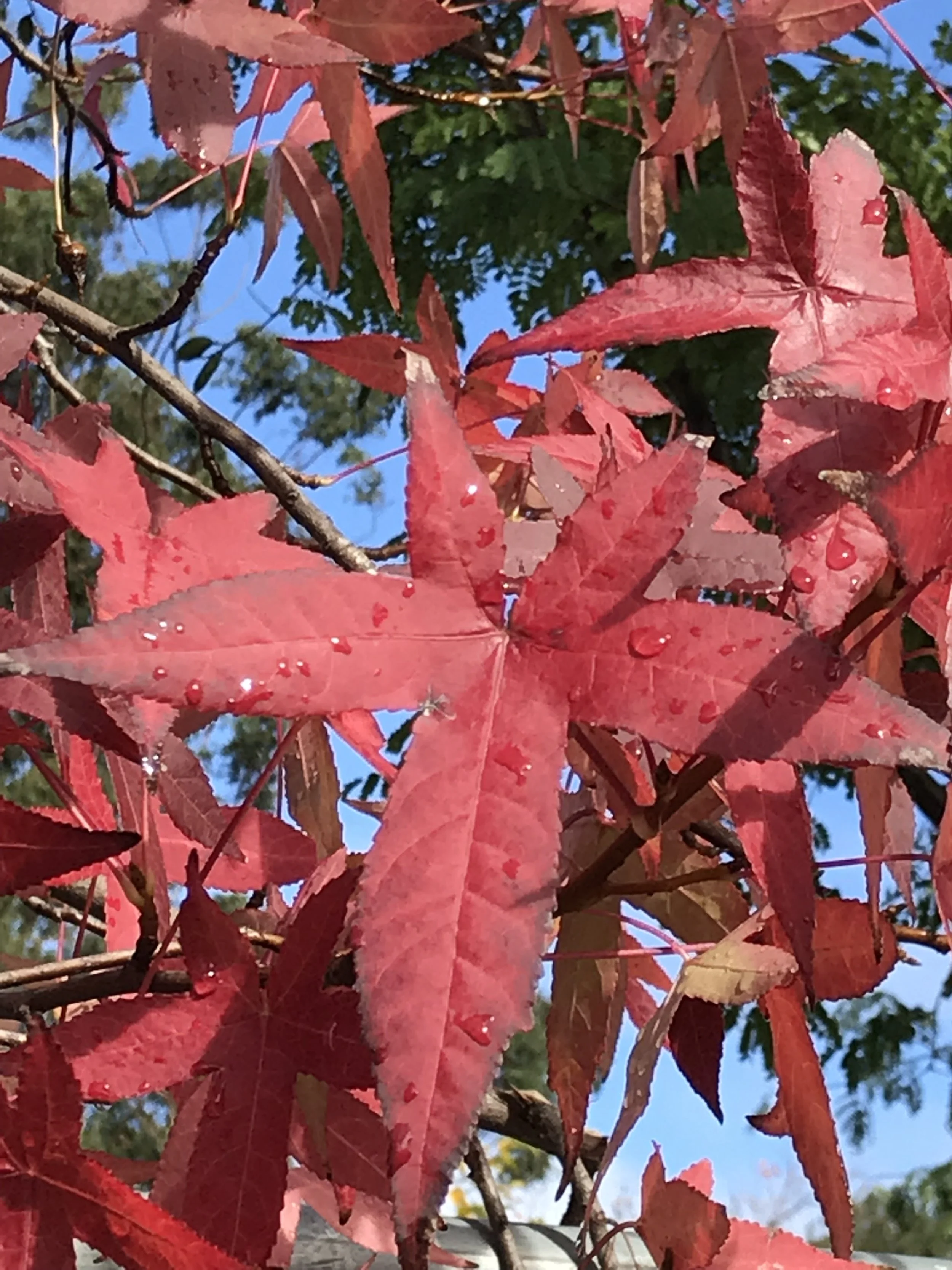 Liquidambar styraciflua, Jennifer Carrol — Ellenby
