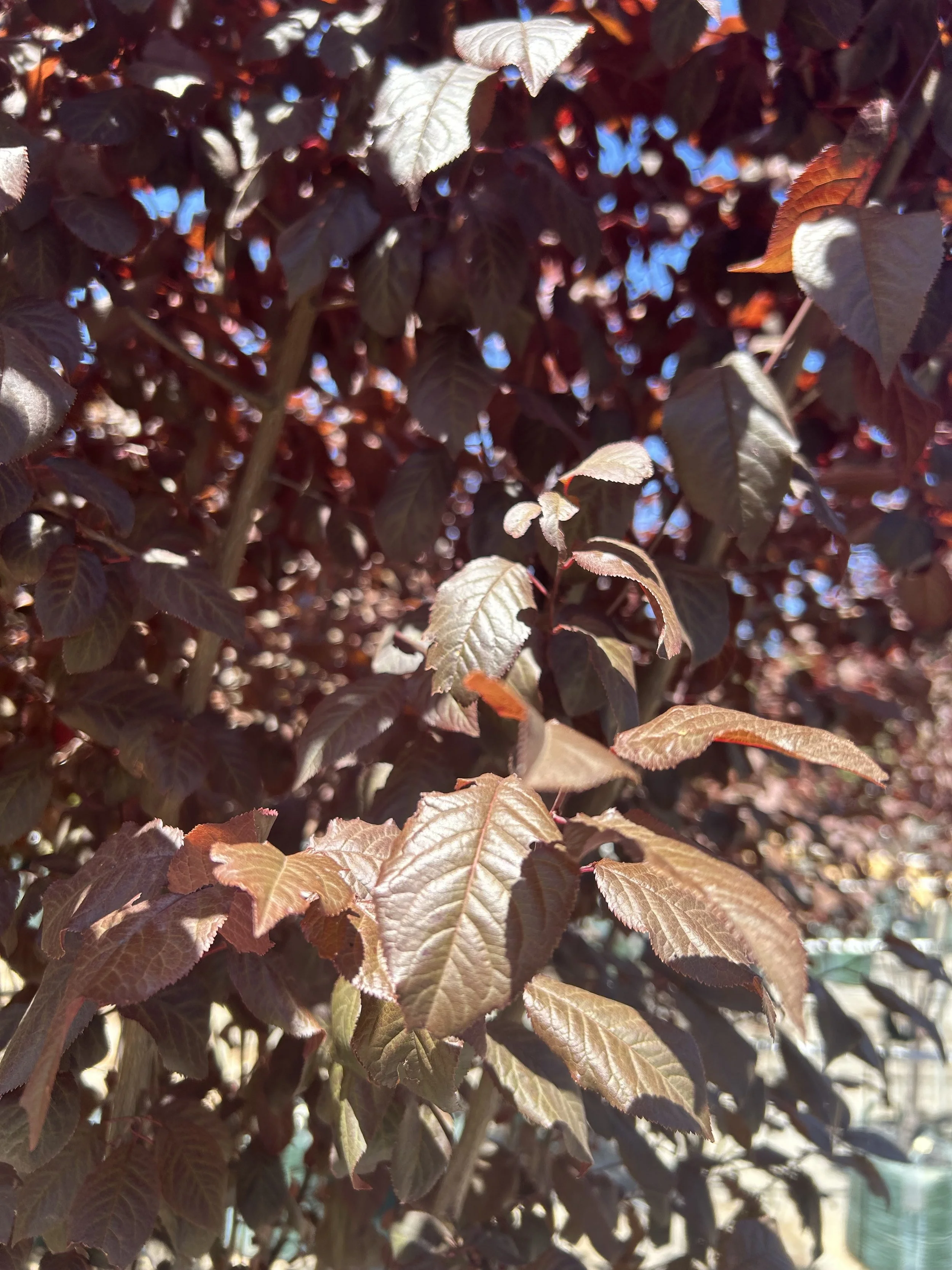 Advanced Tree Cultivation — Ellenby