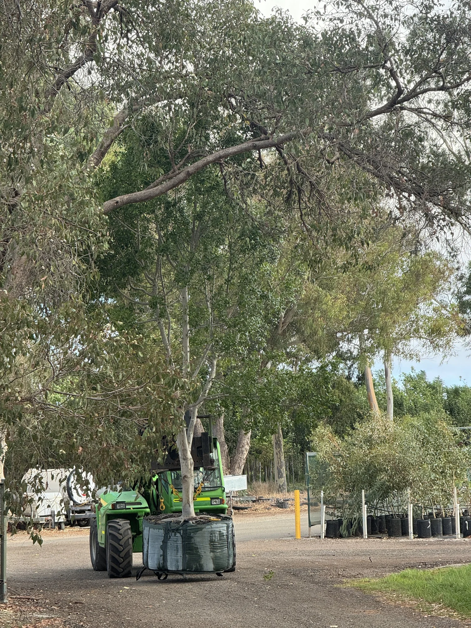 Trees for Commercial Properties — Ellenby
