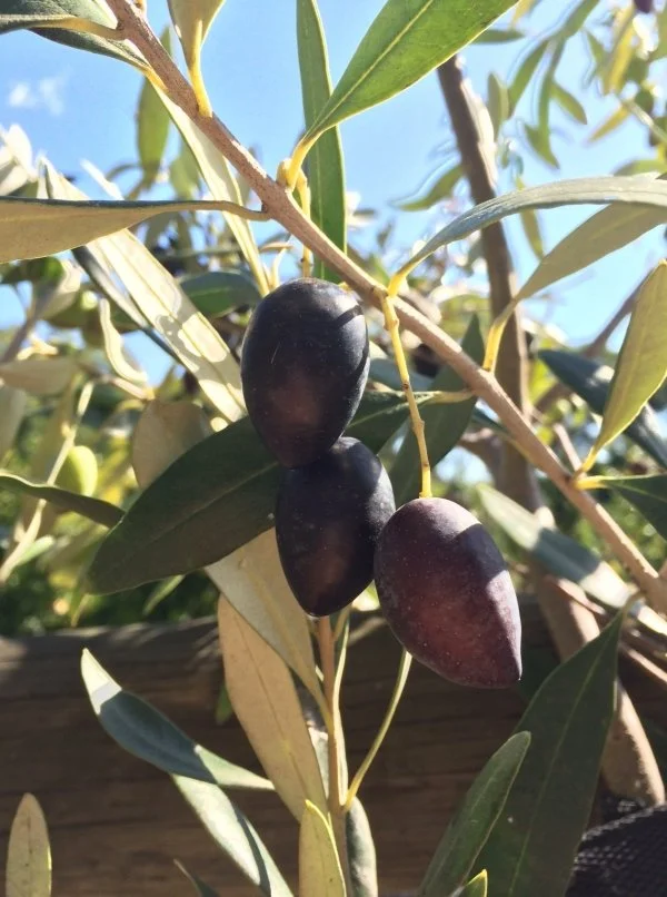 Olea europaea, Tolleys Upright Olive — Ellenby
