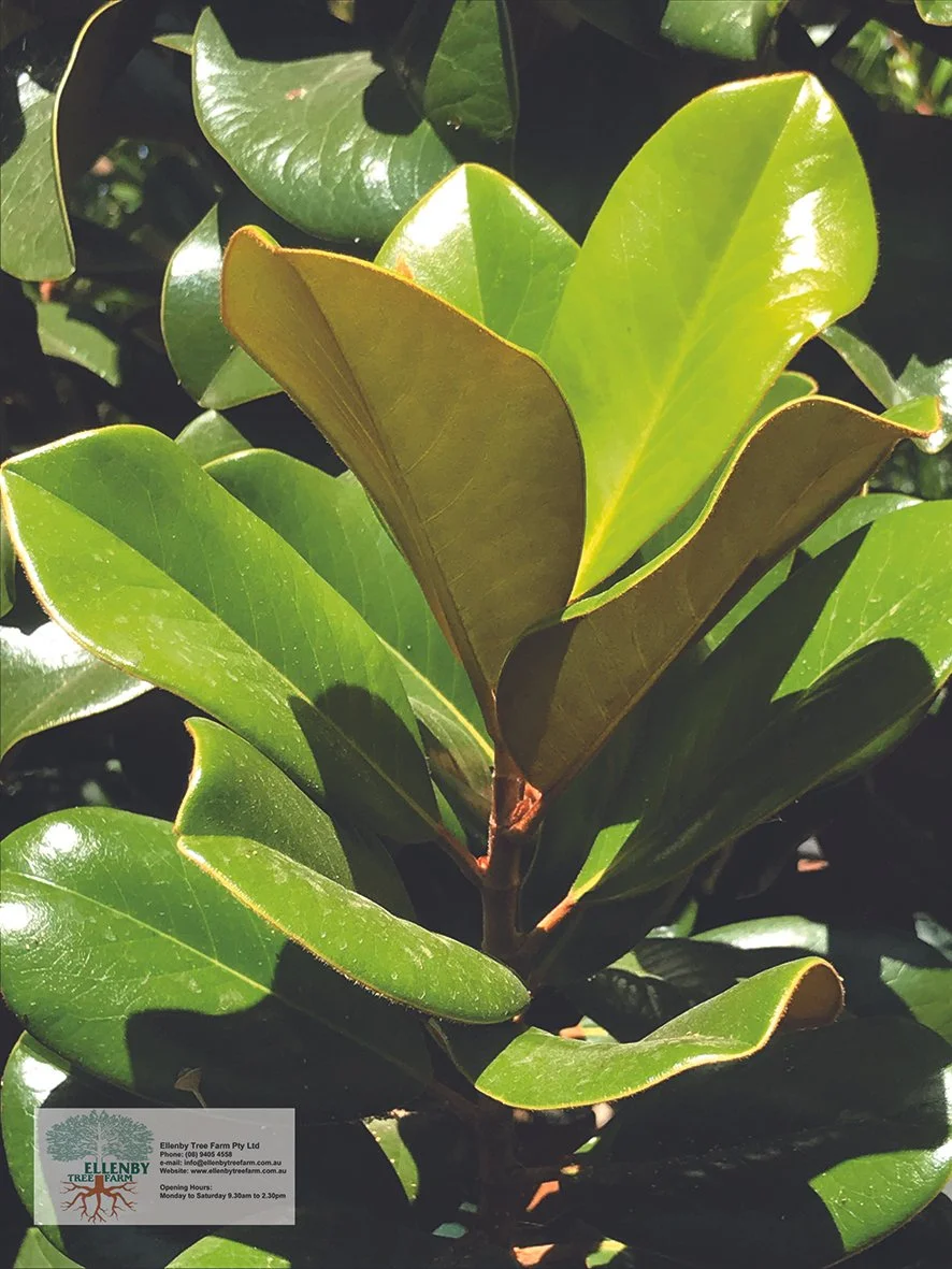 Magnolia grandiflora, Teddy Bear — Ellenby