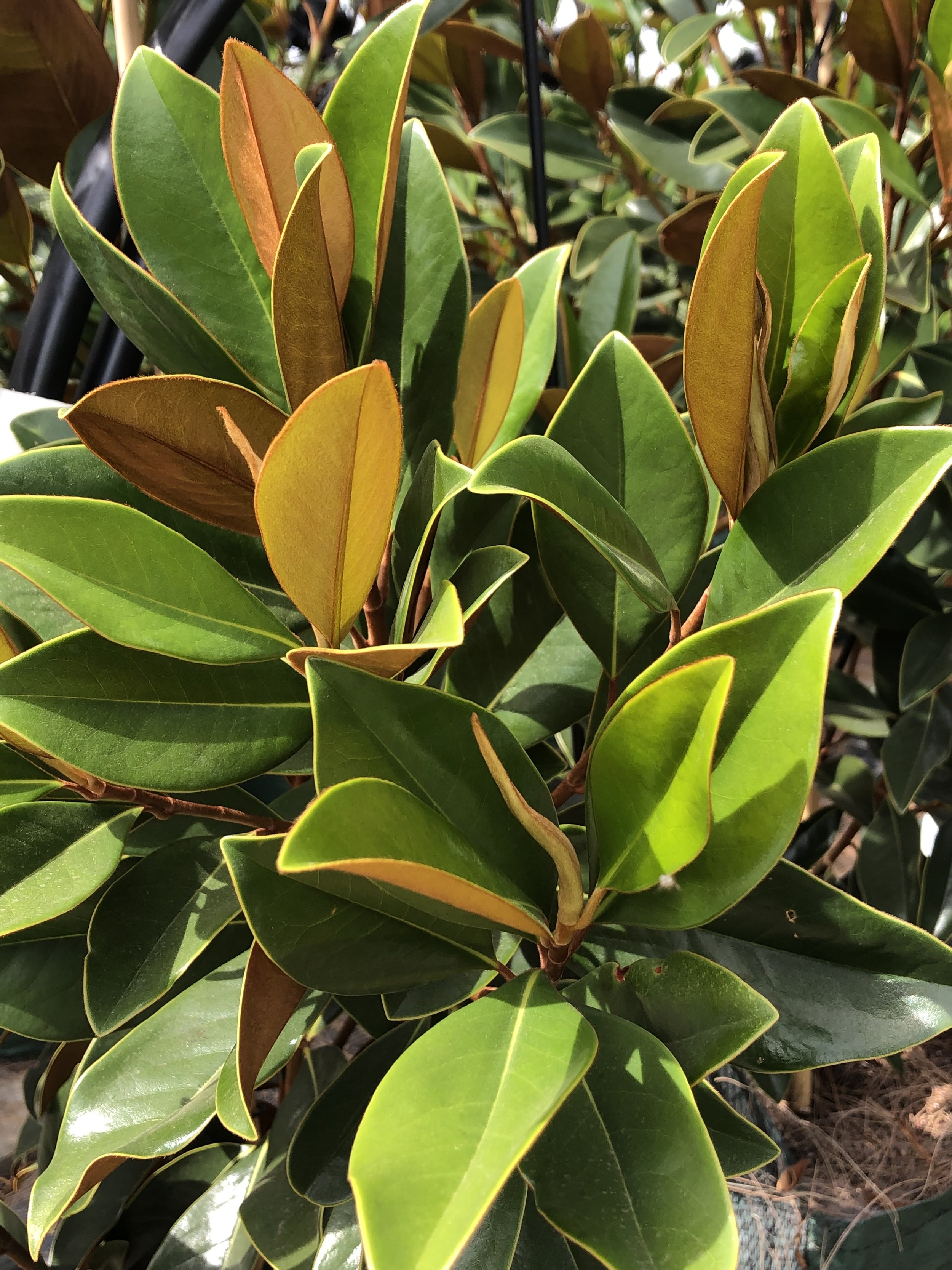 Magnolia grandiflora - Sweet n Neat — Ellenby
