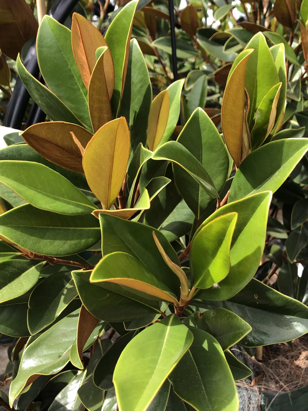 Magnolia grandiflora - Sweet n Neat — Ellenby