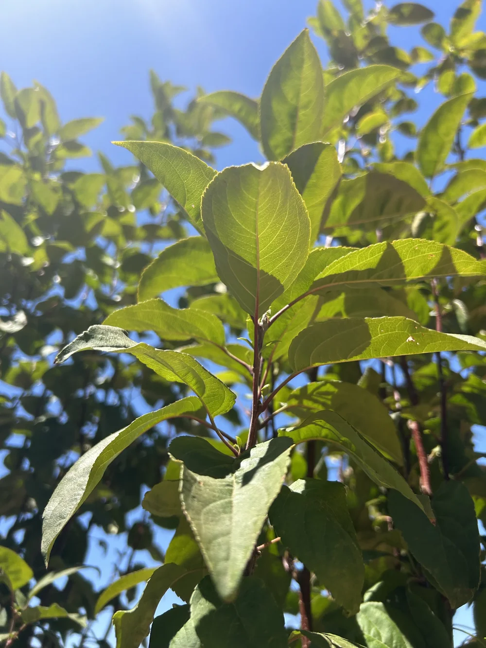 Malus, Rejoice Crabapple — Ellenby