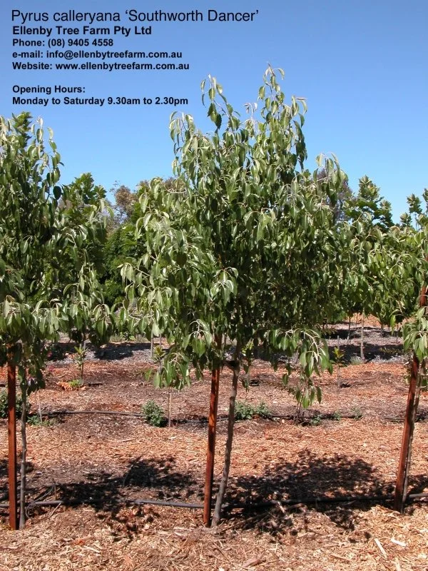 Pyrus betulaefolia, Southworth Dancer — Ellenby