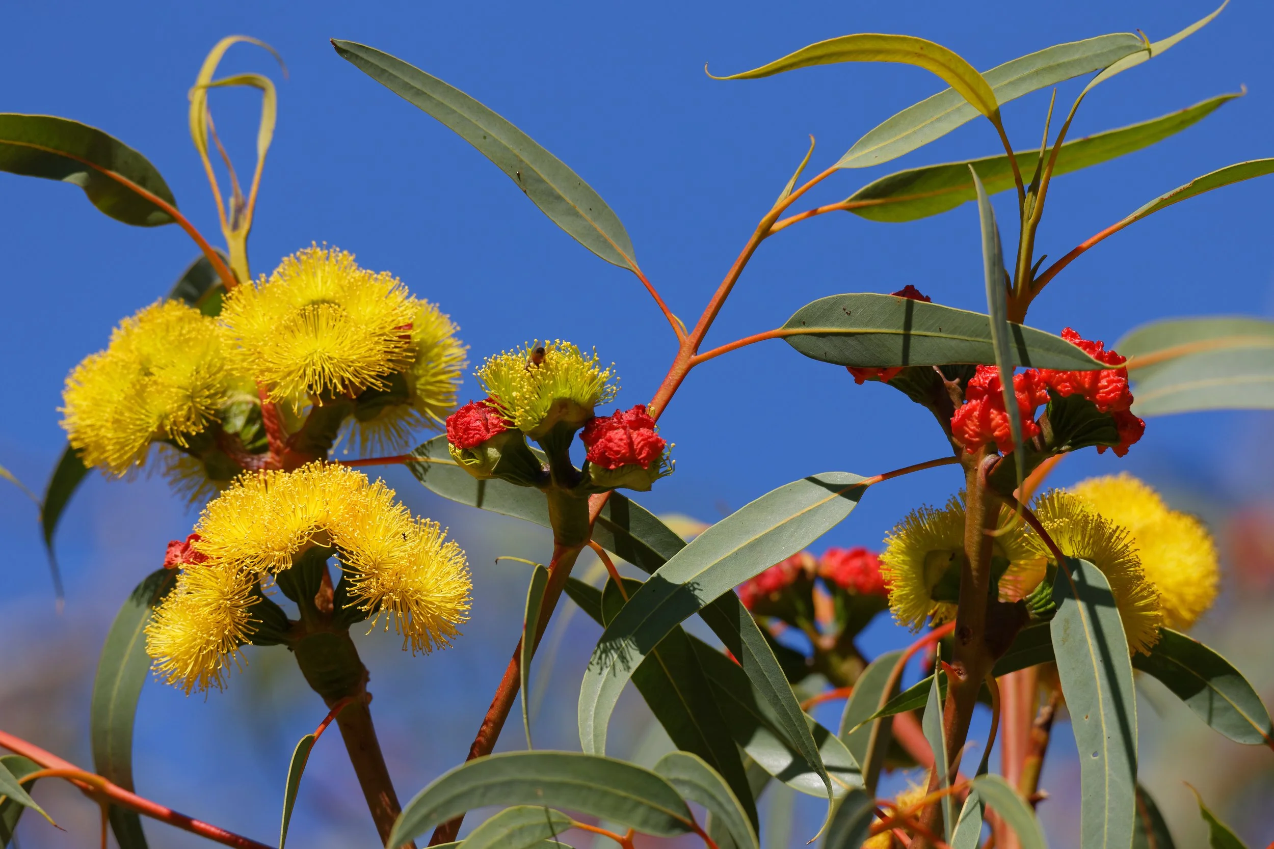 WA Trees — Ellenby