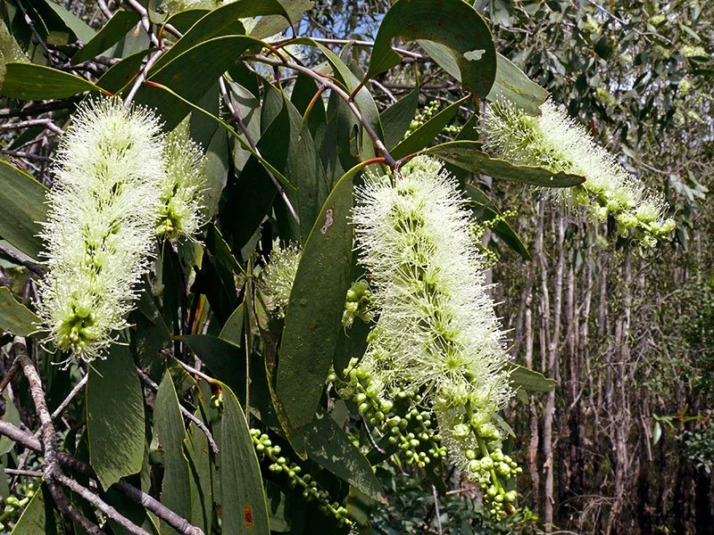 Melaleuca leucadendra 'Weeping Paperbark' — Ellenby