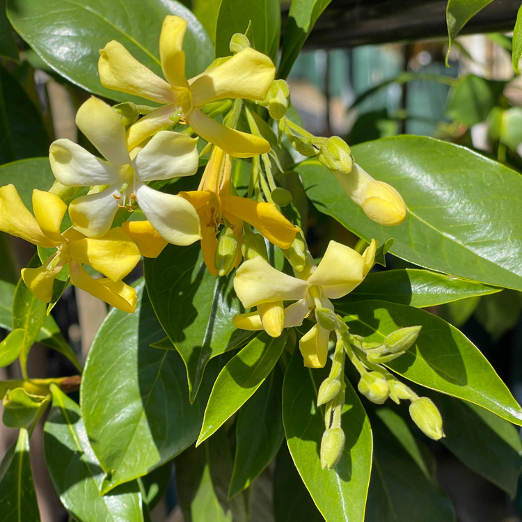 Hymenosporum flavum, Native Frangipani — Ellenby