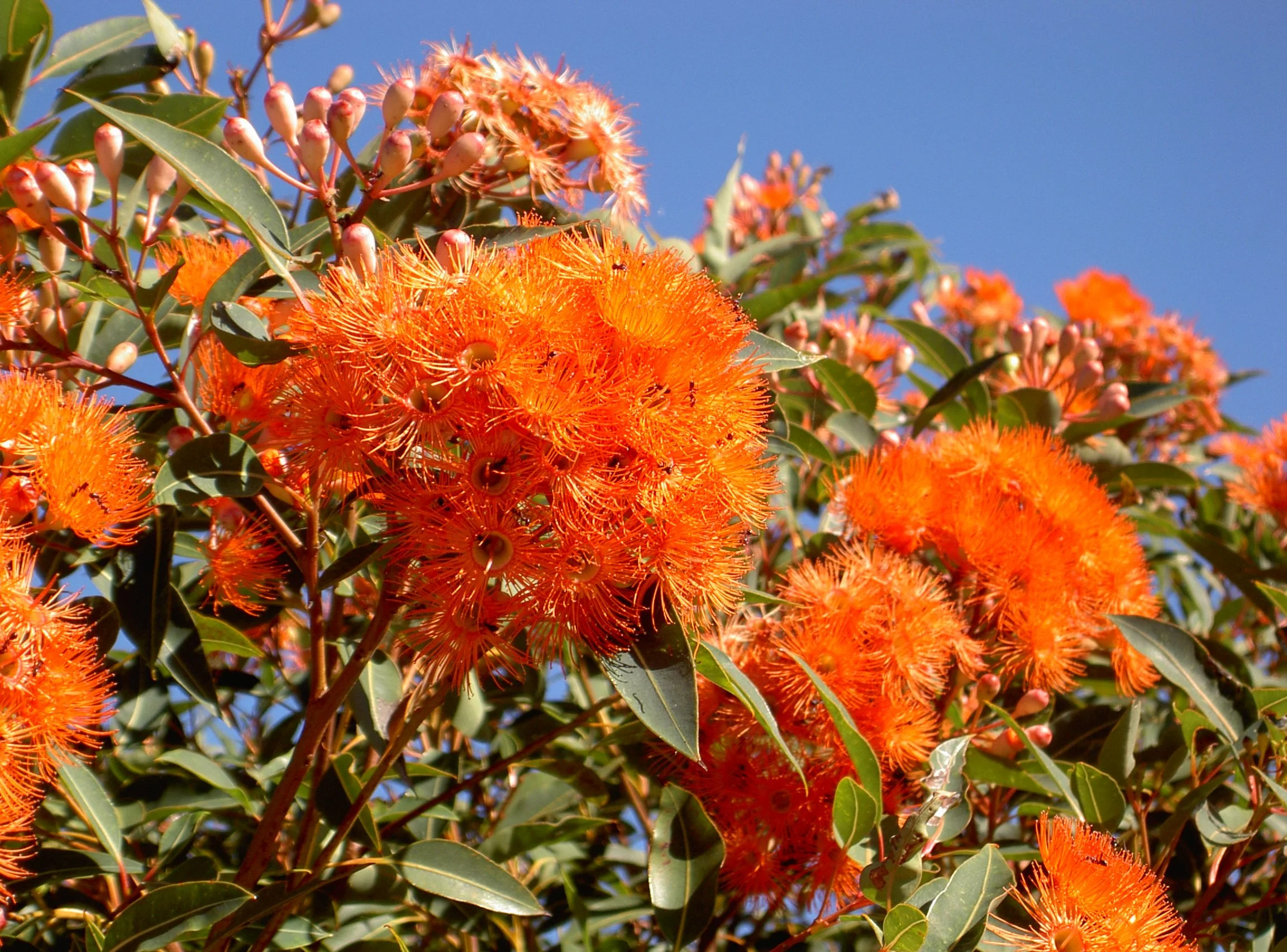 Corymbia ficifolia grafted, Orange Splendour Flowering Gum — Ellenby