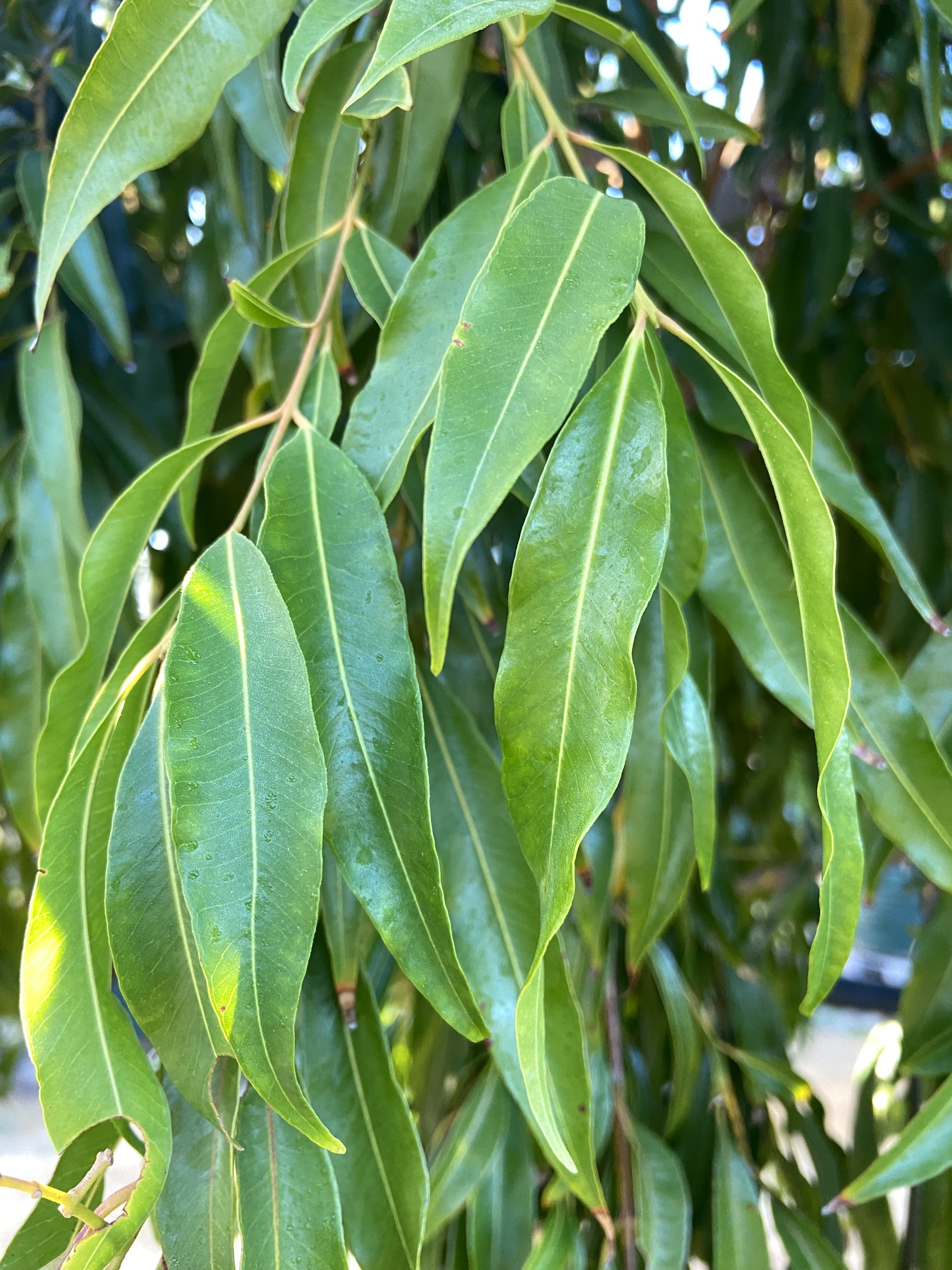 Waterhousia floribunda, Sweeper Lilly Pilly — Ellenby
