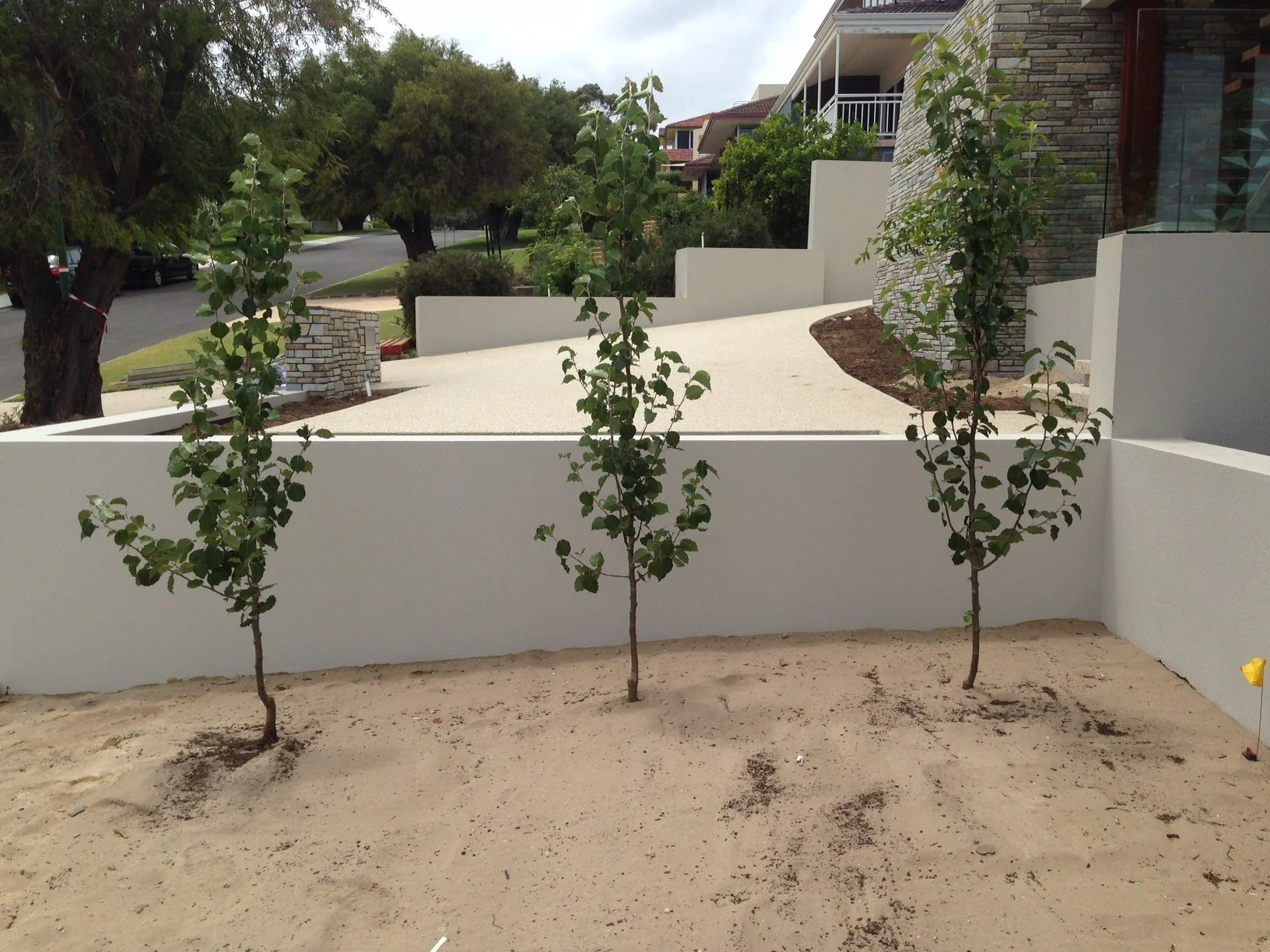 Spring Sale on Discounted Trees | Best Prices on Quality Trees — Ellenby