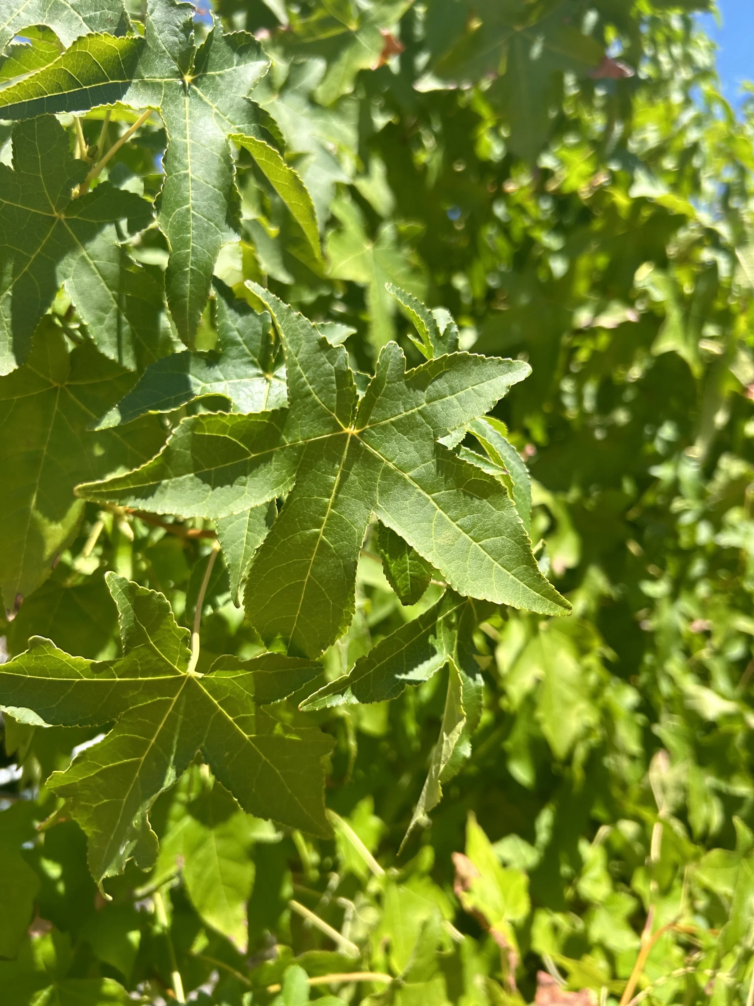 Liquidambar styraciflua, American Sweet Gum — Ellenby