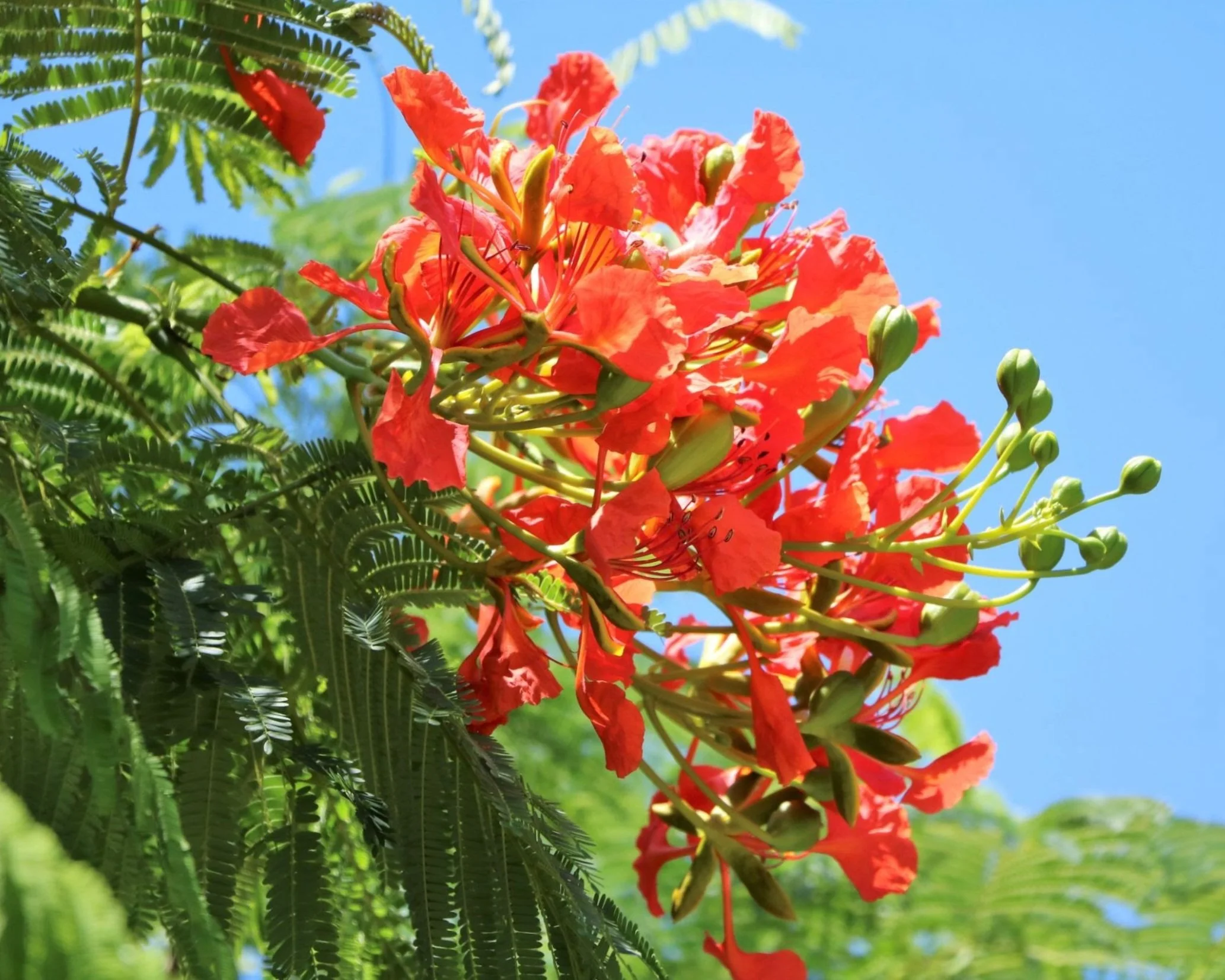 Our Trees | Ellenby Tree Farm — Ellenby