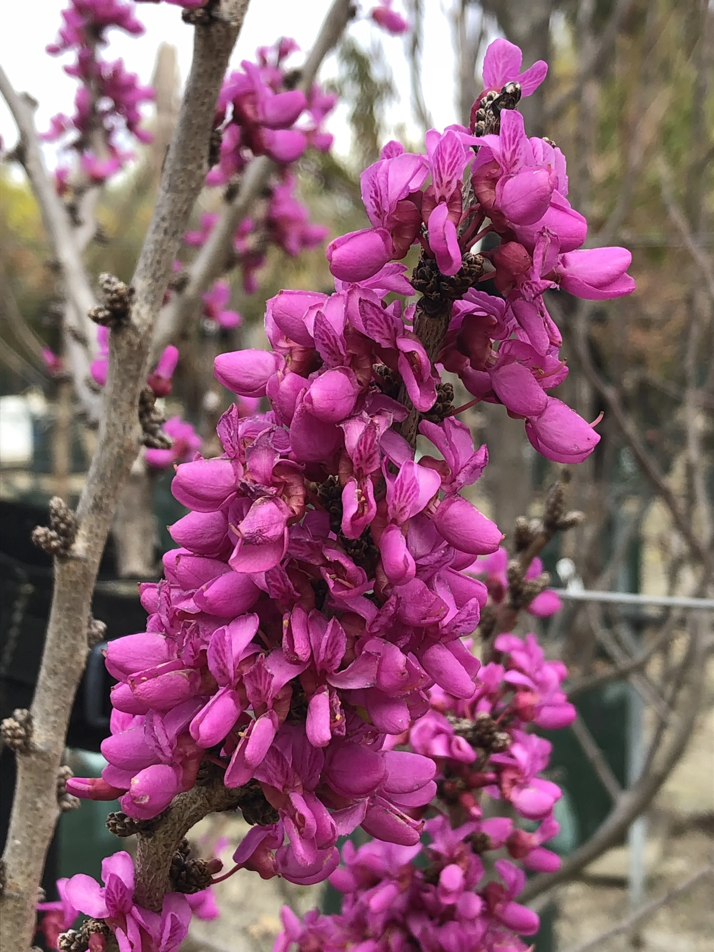 Spring Sale on Discounted Trees | Best Prices on Quality Trees — Ellenby