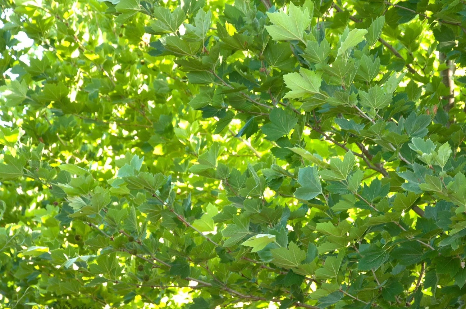 Platanus acerifolia, London Plane Tree — Ellenby