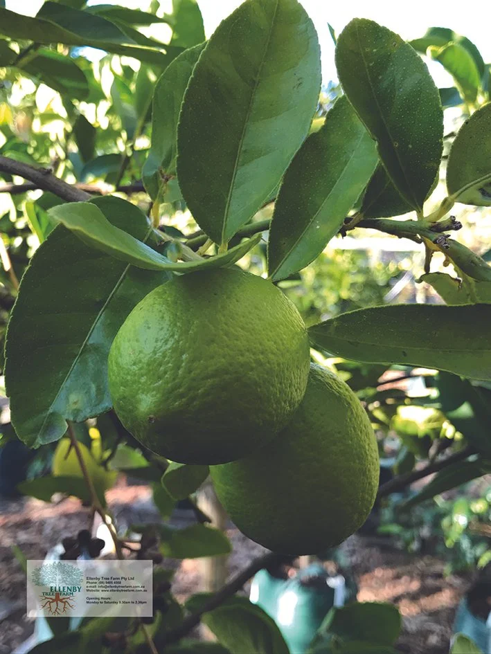 Tahitian Lime