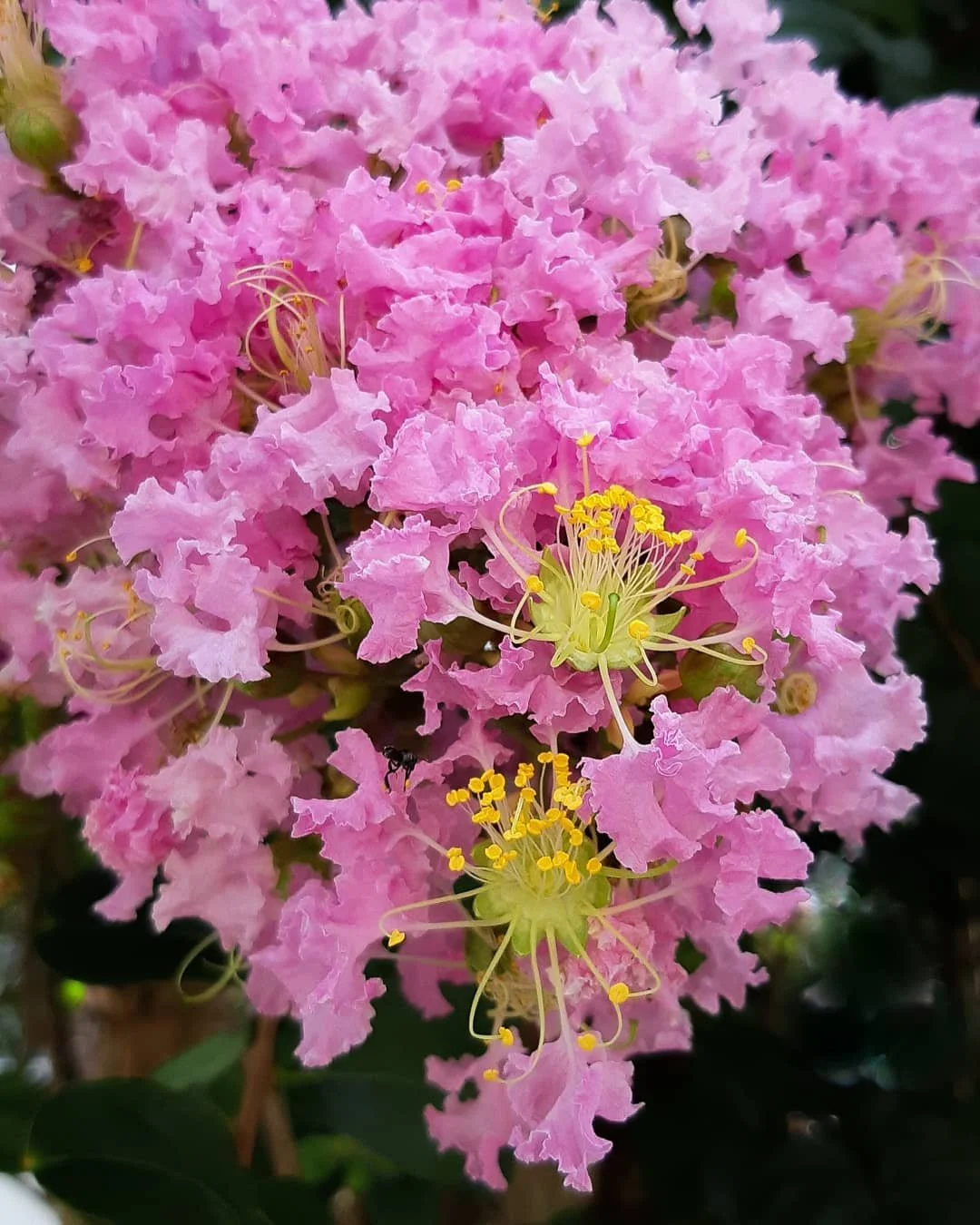 Lagerstroemia indica | Canopy Crepe Myrtle — Ellenby
