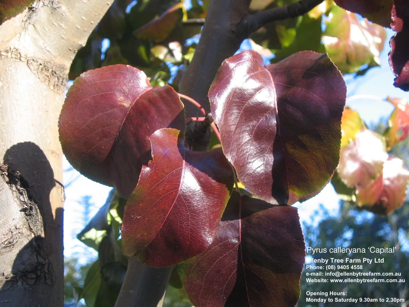 Pyrus calleryana, Capital — Ellenby