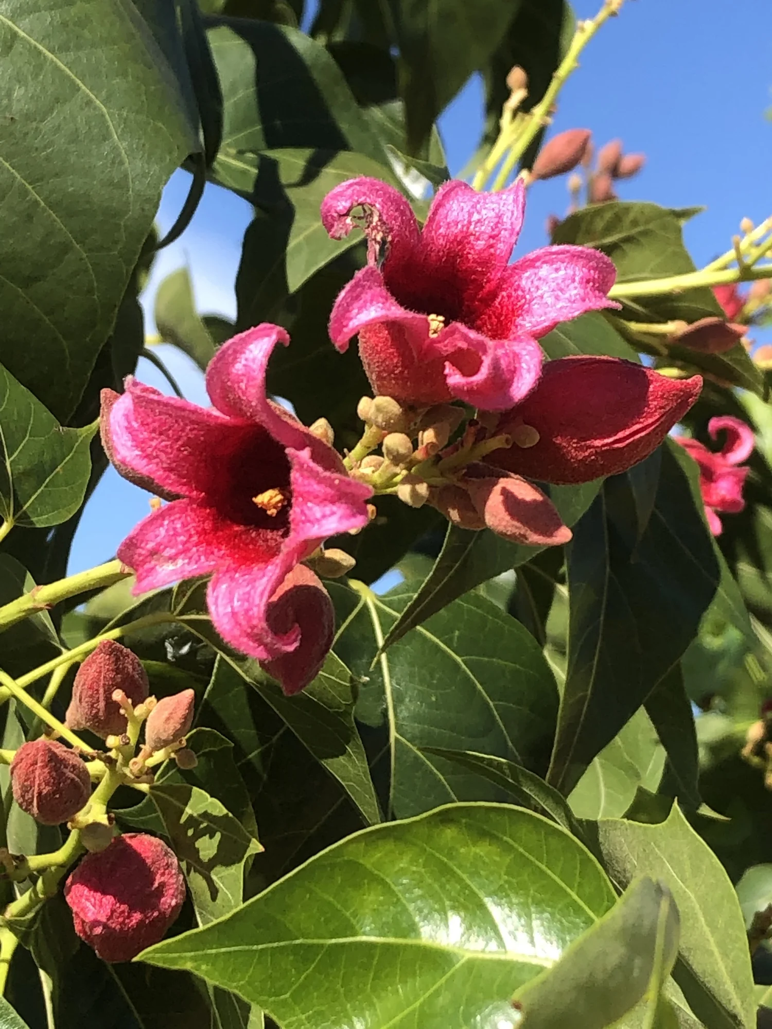 Brachychiton populneus x discolour, Griffith Pink — Ellenby