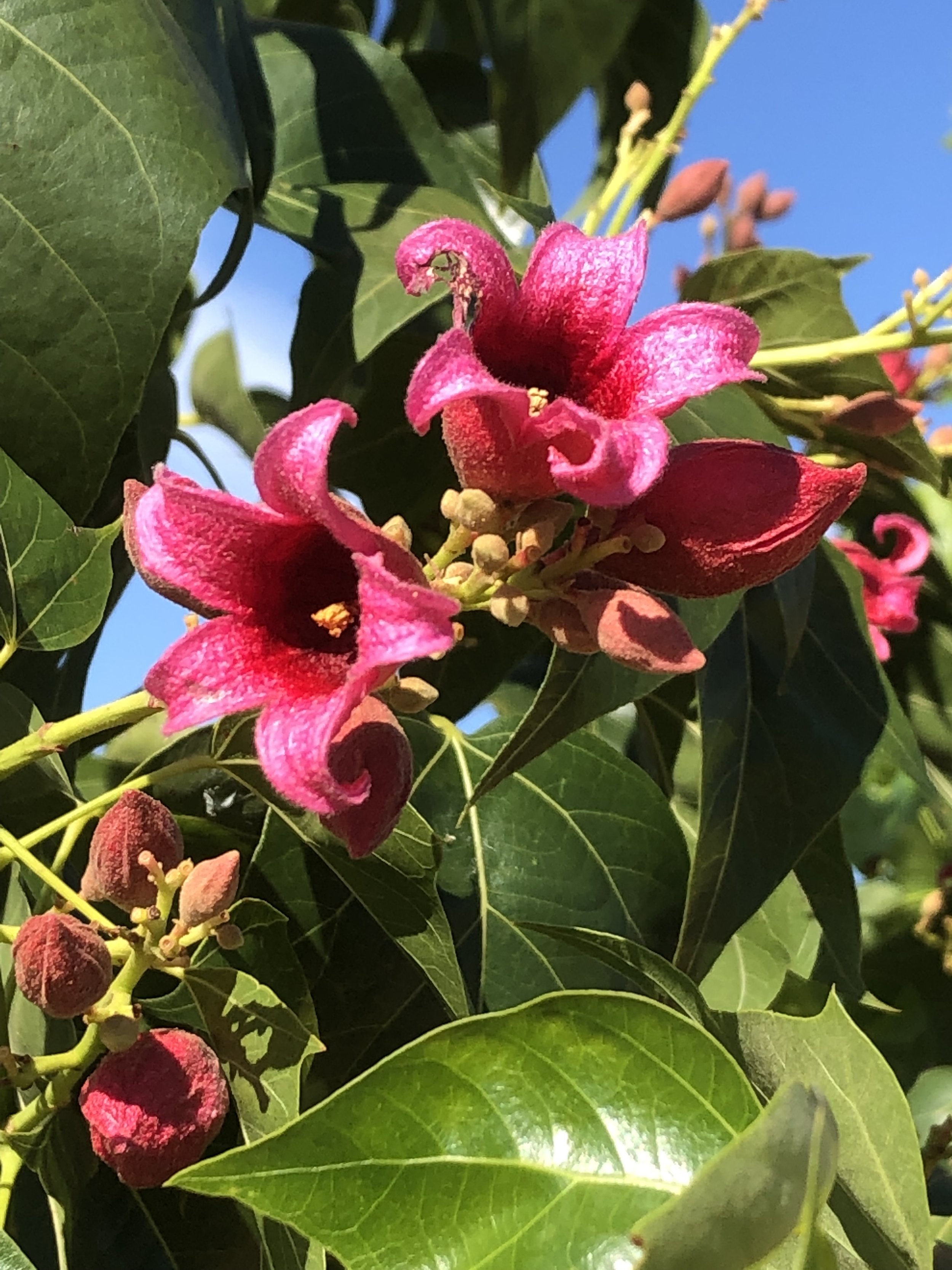 Brachychiton populneus x discolour, Griffith Pink — Ellenby