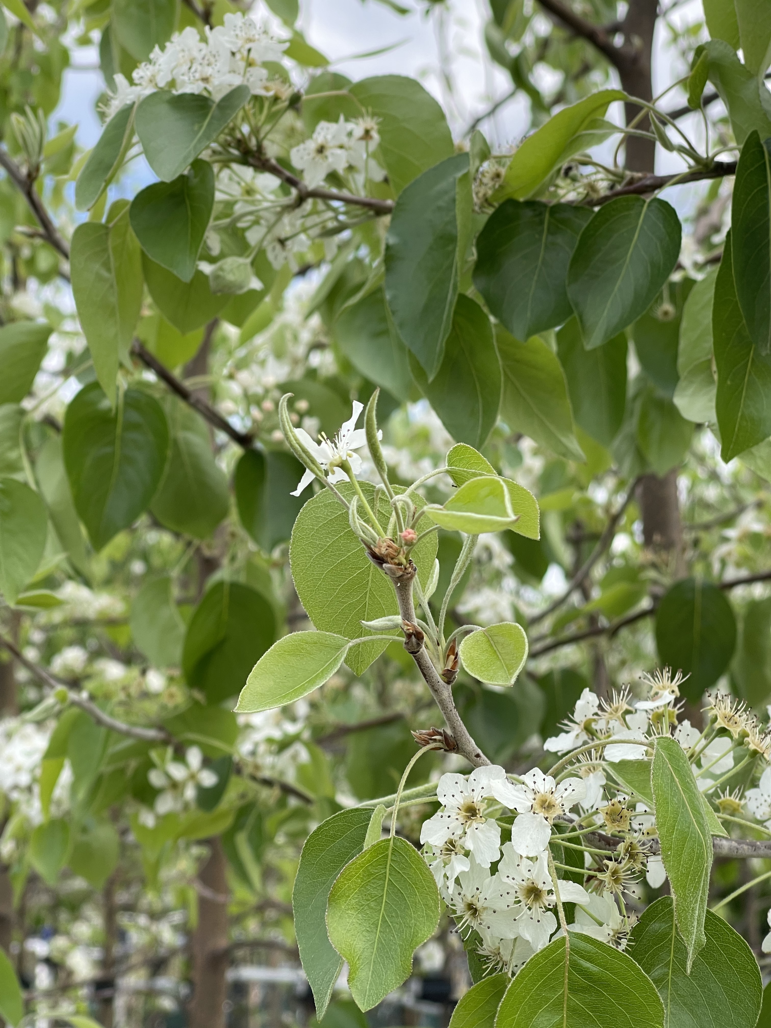 Deciduous Trees — Ellenby