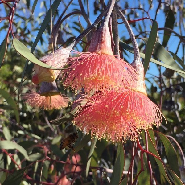 Eucalyptus caesia, Gungunnu Gungurru — Ellenby
