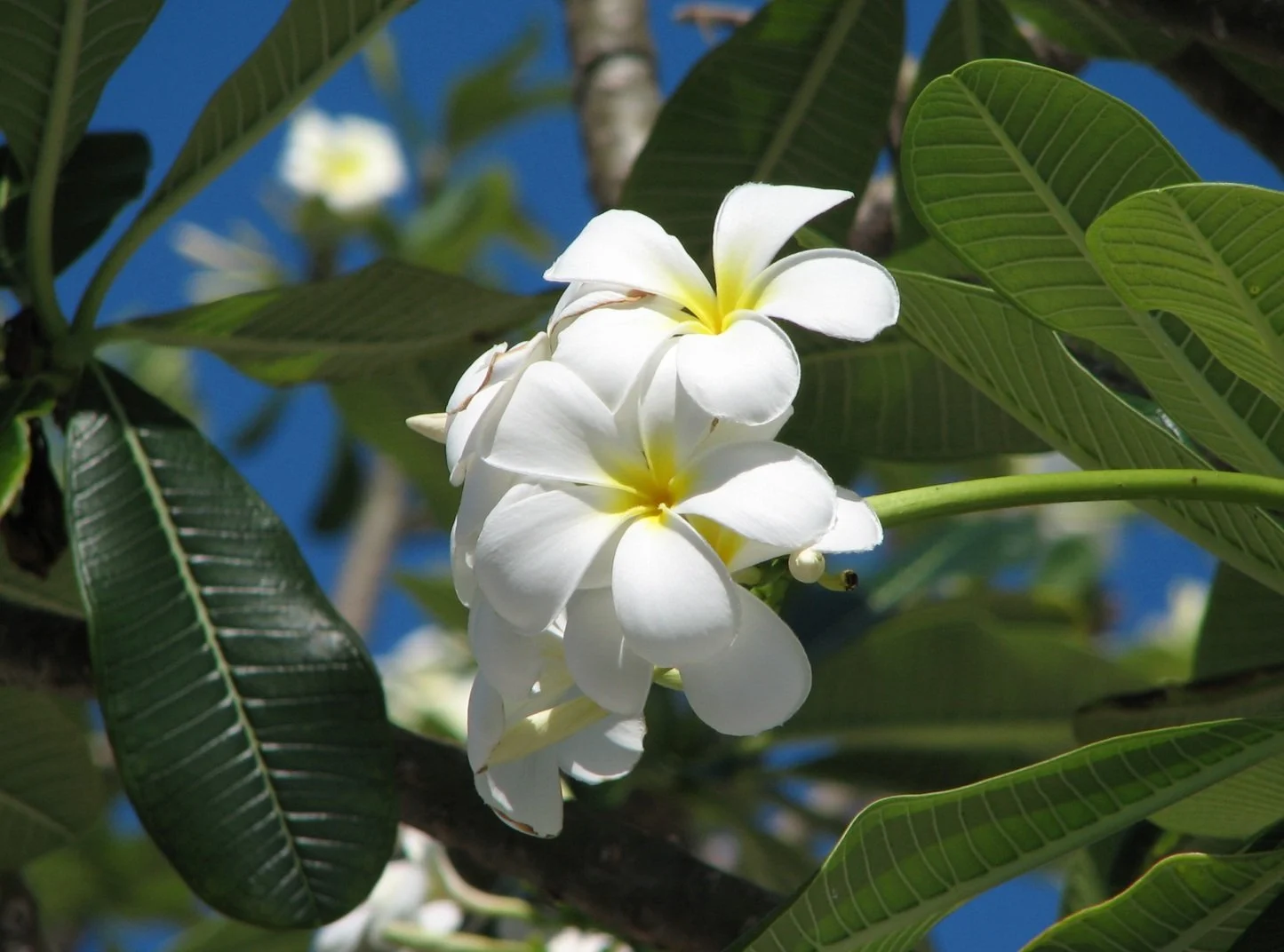 Plumeria obtusa, Singapore White Frangipani — Ellenby