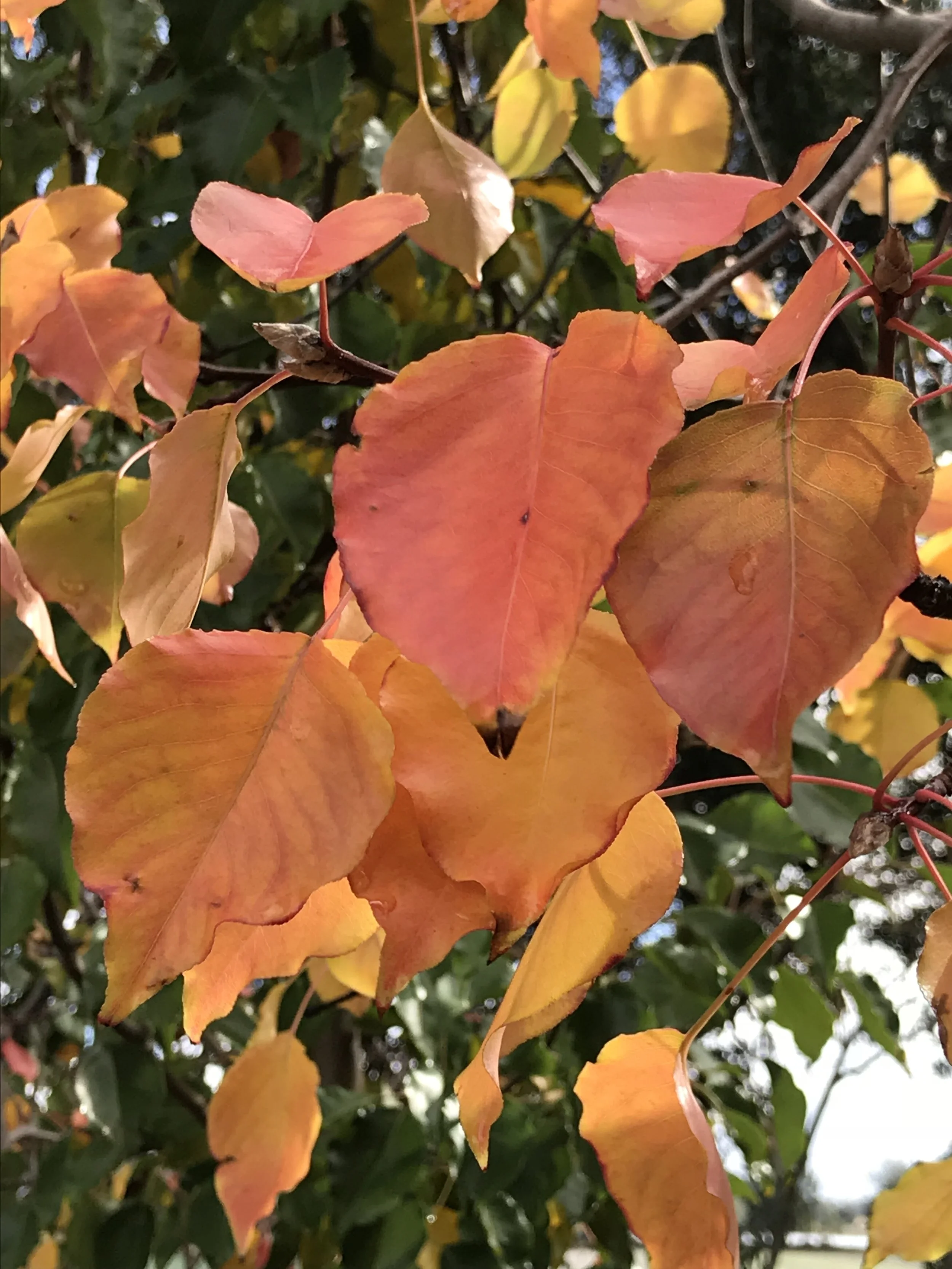 Pyrus usseriensis, Manchurian Pear — Ellenby