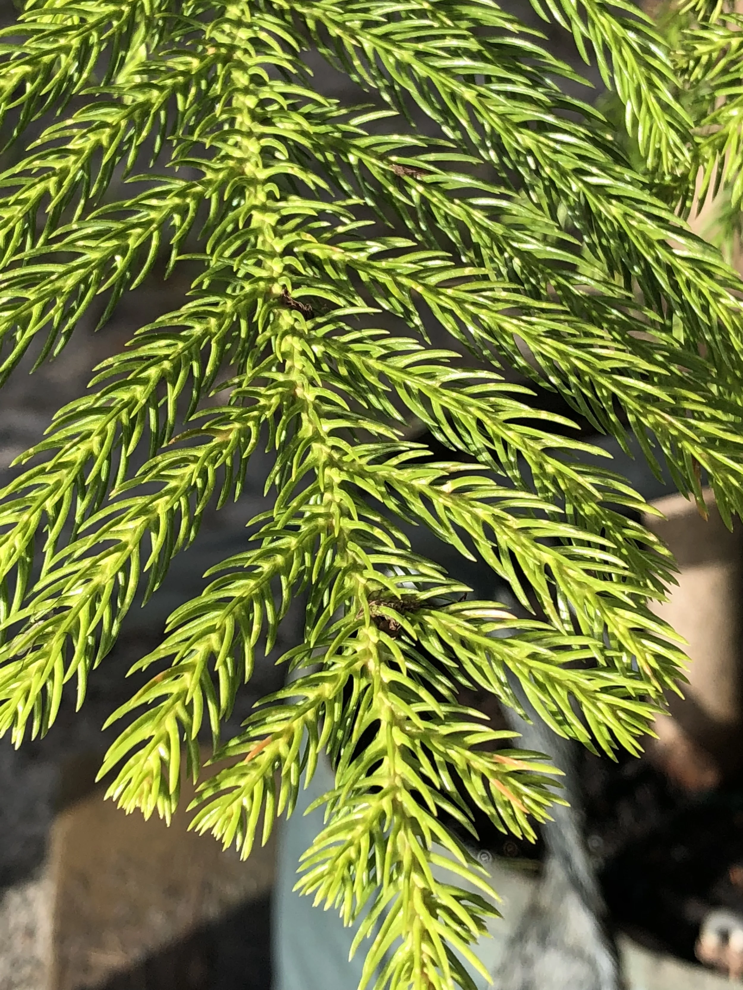 Araucaria columnaris, Cook Pine — Ellenby