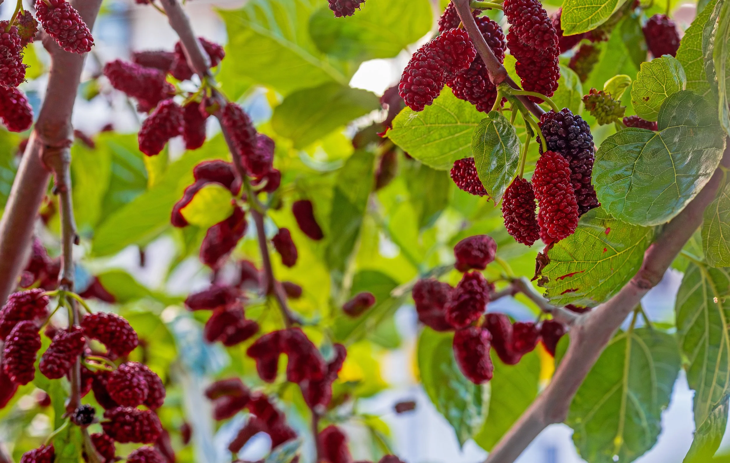 Our Trees | Ellenby Tree Farm — Ellenby