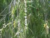 Agonis flexuosa, WA Weeping Peppermint — Ellenby