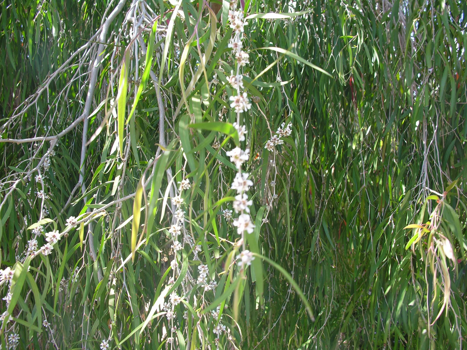Agonis flexuosa, WA Weeping Peppermint — Ellenby