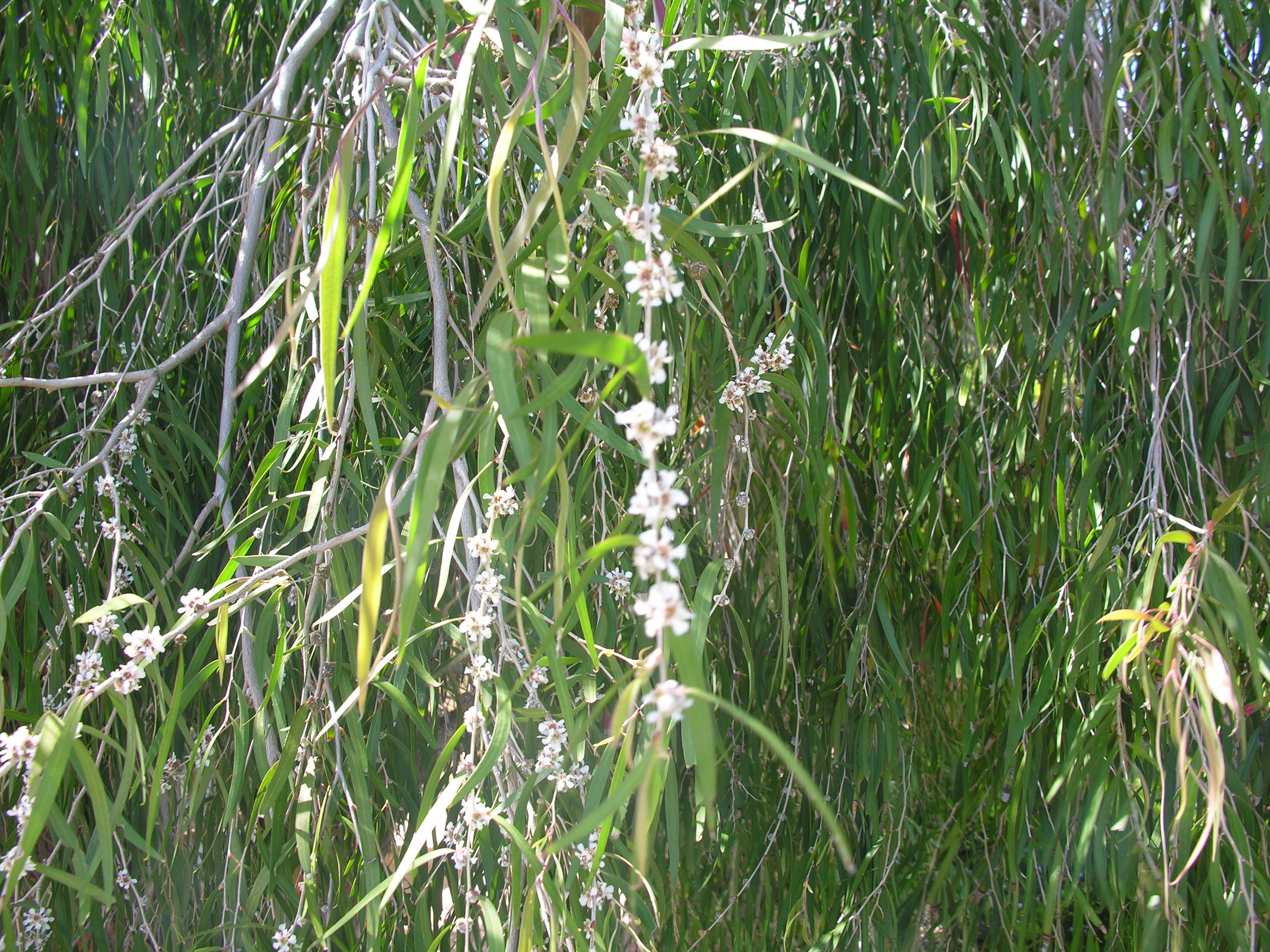 Agonis flexuosa, WA Weeping Peppermint — Ellenby