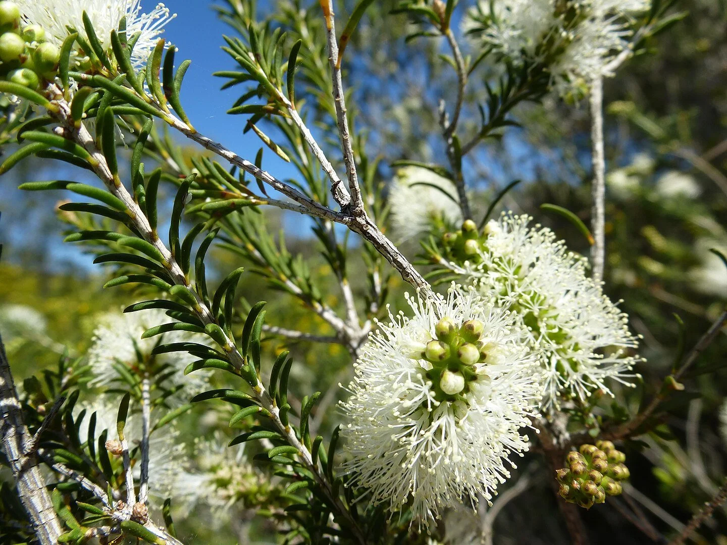 Melaleuca rhaphiophylla, Swamp Paper Bark — Ellenby