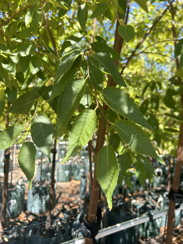 Zelkova serrata, Green Vase Japanese Elm — Ellenby