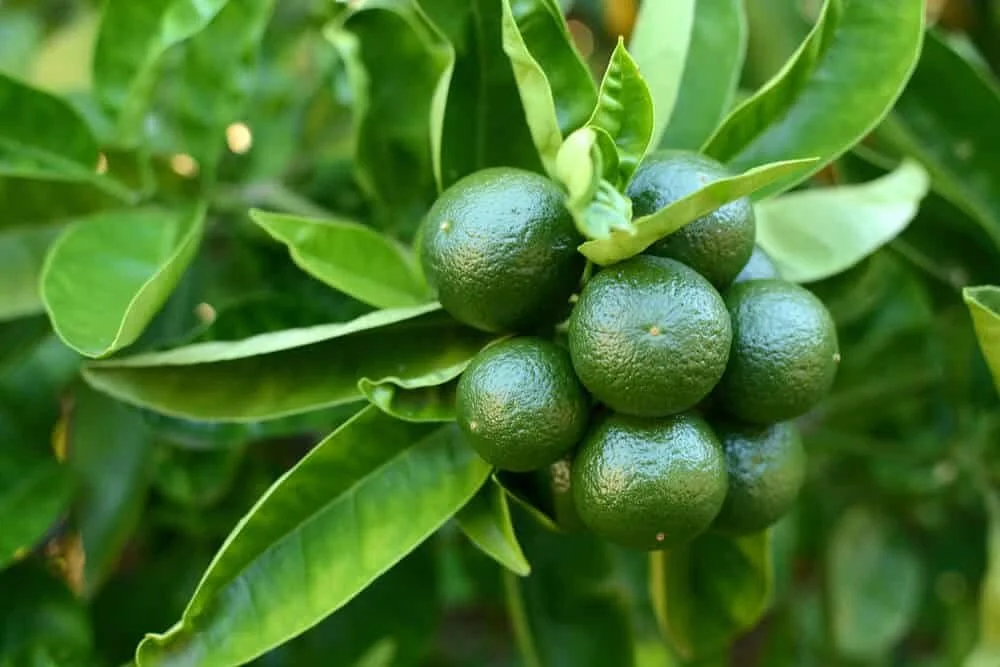 Evergreen Fruiting — Ellenby
