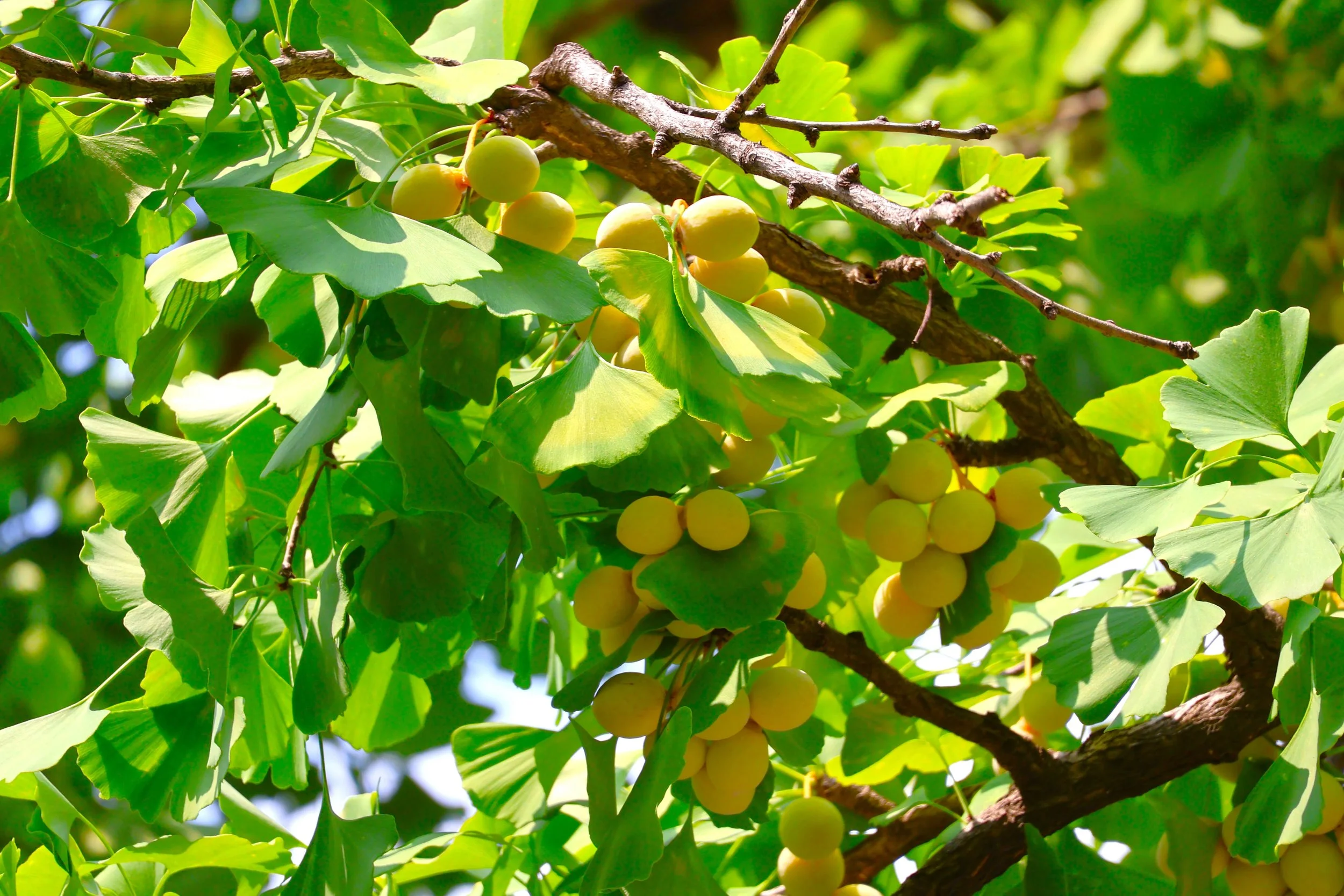 Our Trees | Ellenby Tree Farm — Ellenby