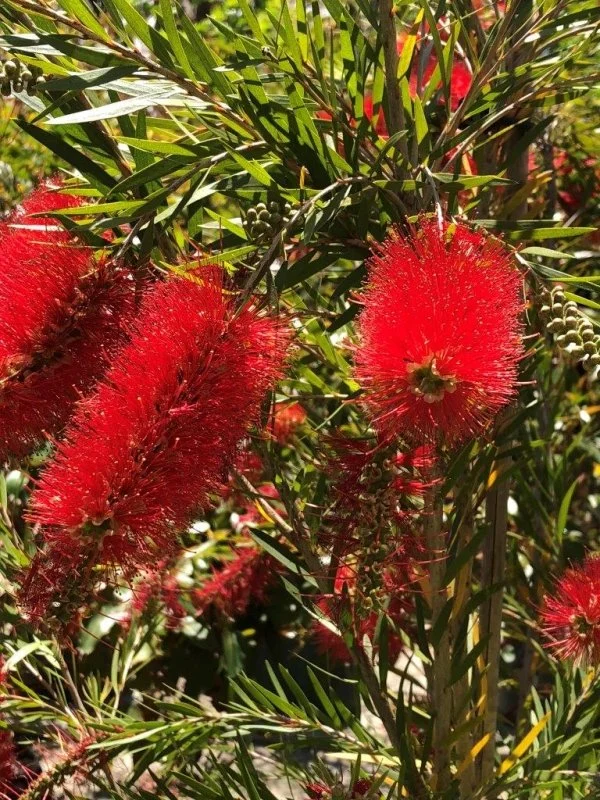 Callistemon viminalis, Prolific Weeping Bottlebrush — Ellenby