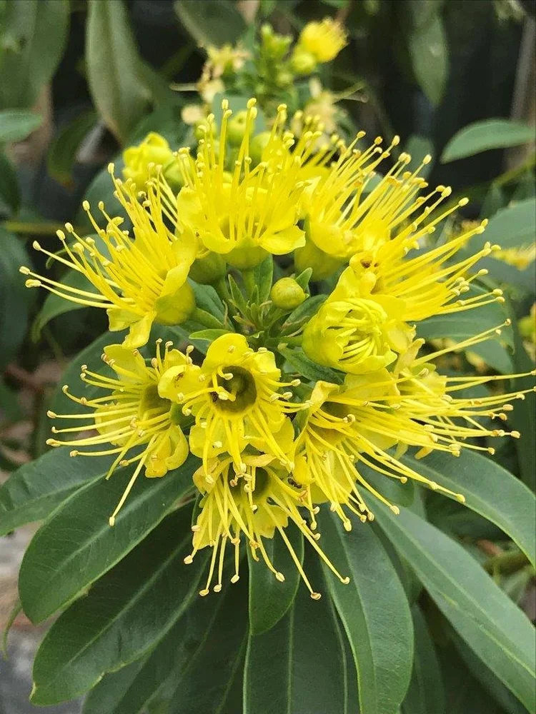 Xanthostemon chrysanthus, Golden Penda — Ellenby