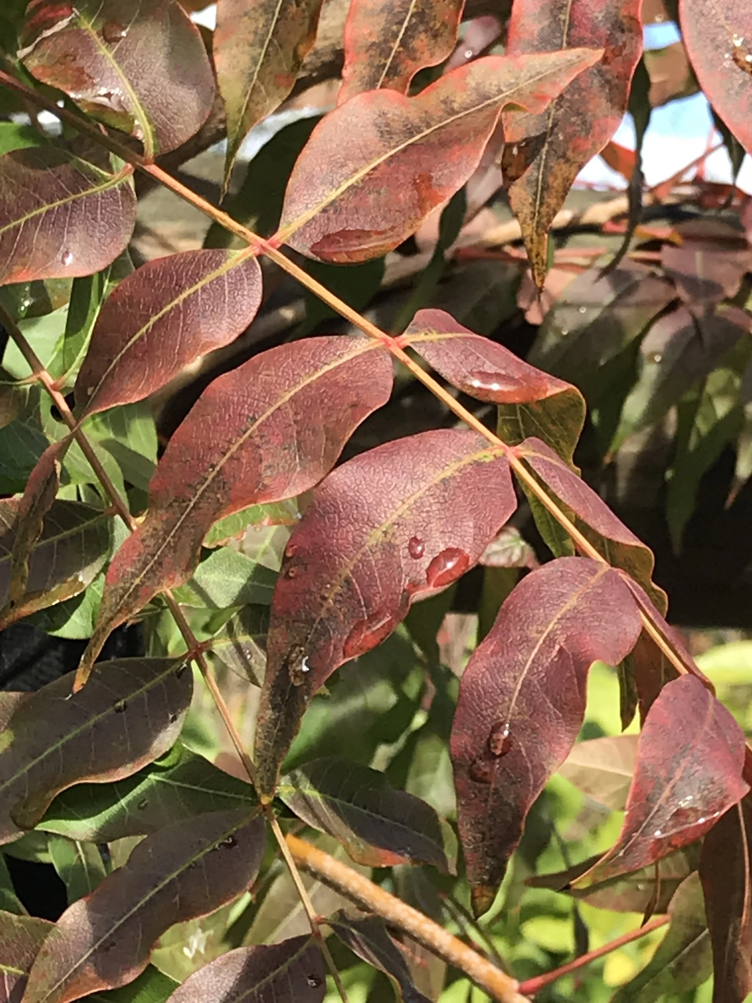 Pistacia chinensis, Chinese Pistachio — Ellenby