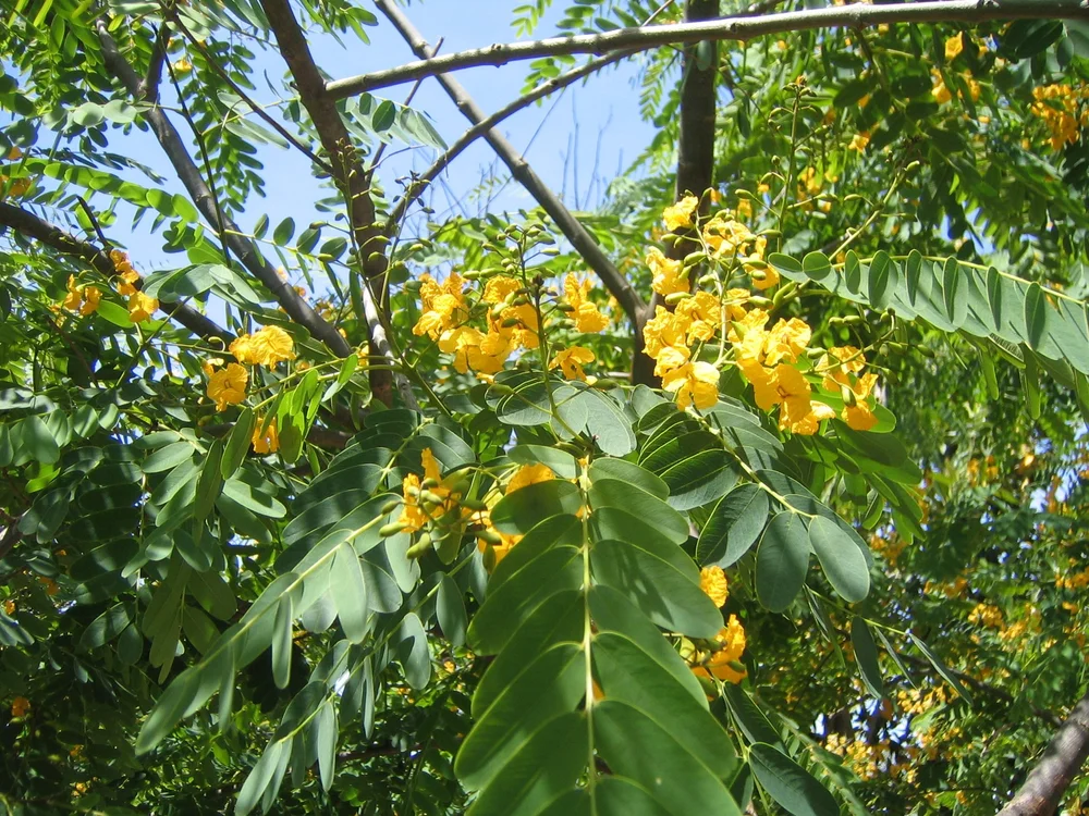 Tipuana tipu, Pride of Bolivia — Ellenby
