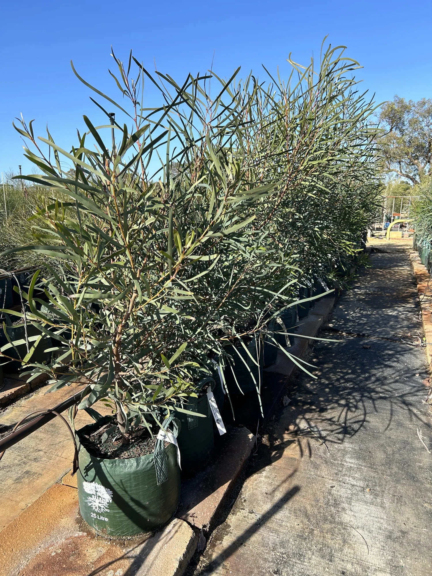 Hakea bucculenta, Redpokers — Ellenby