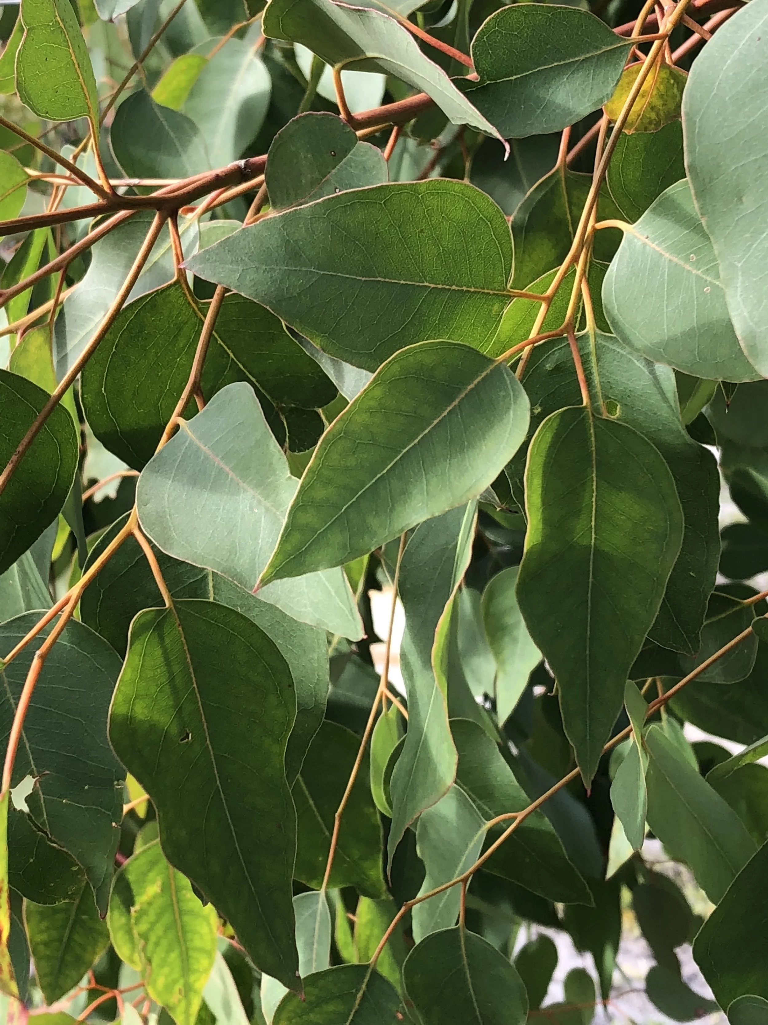 Eucalyptus gomphocephala, Tuart — Ellenby