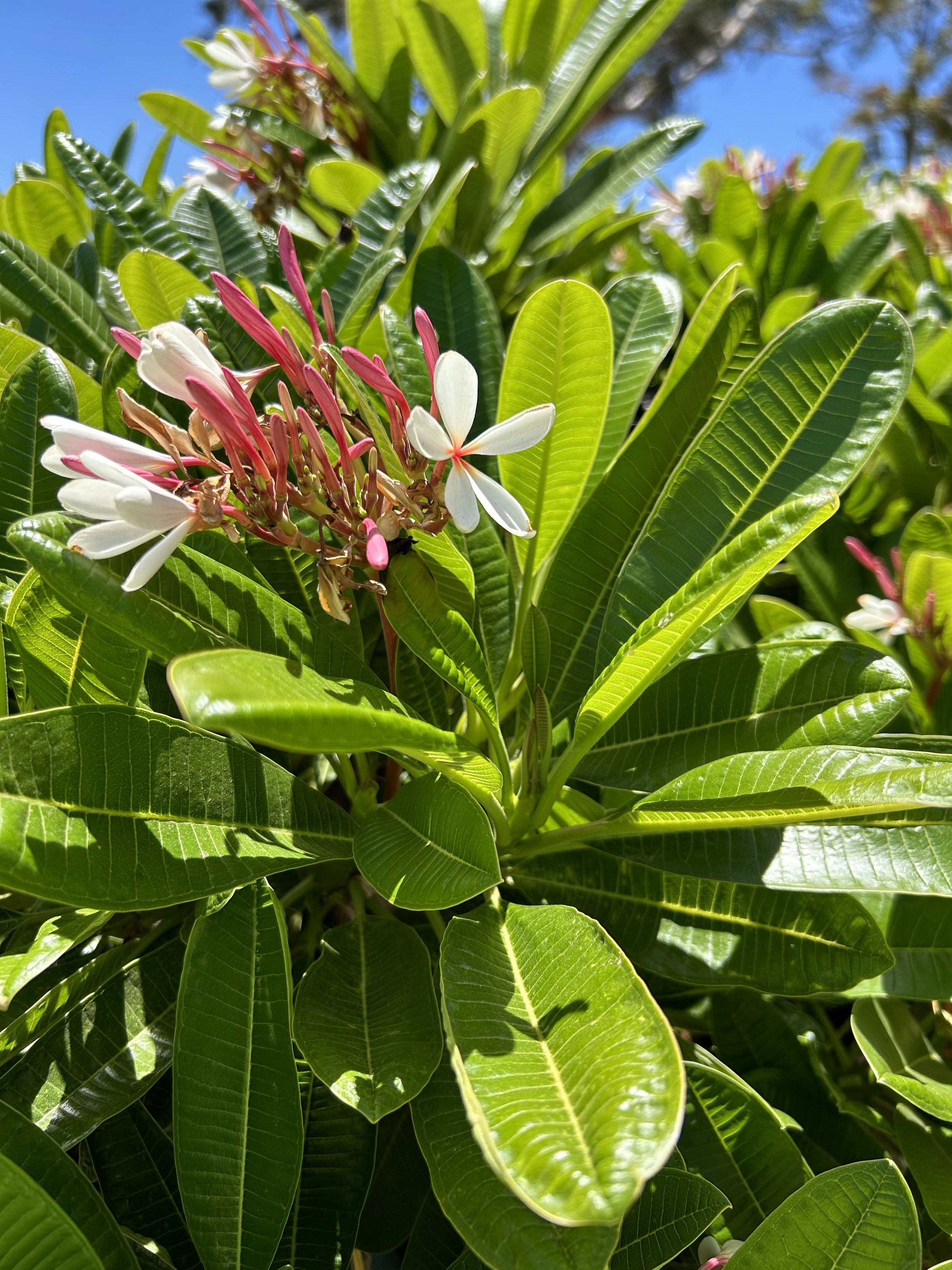 Frangipani — Ellenby Tree Farm | Advanced Trees Collections | Western ...