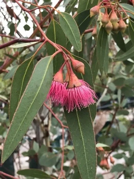 Eucalyptus leucoxylon megolacarpa, White Iron Bark — Ellenby