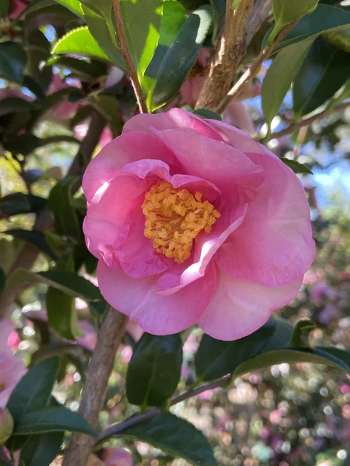 Exotic Evergreen | Camellia sasanqua, Paradise Blush — Ellenby