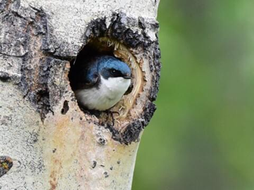 Swallows of Alberta - Quick ID Guide — AJM Environmental